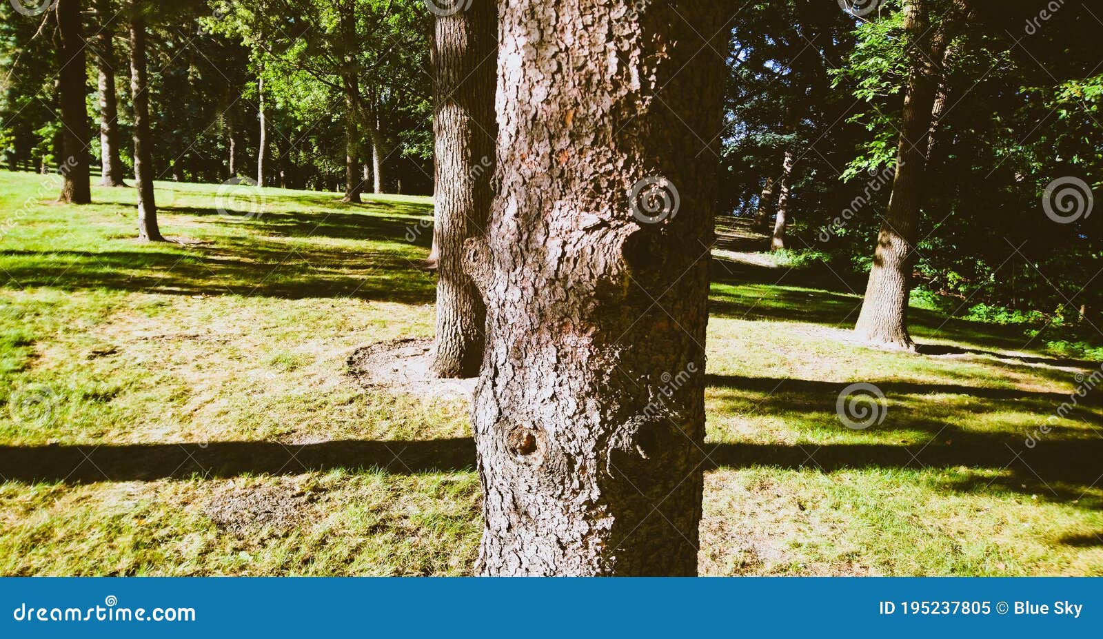 The Layered Tree Trunk in the Sunshine Stock Image - Image of giving ...