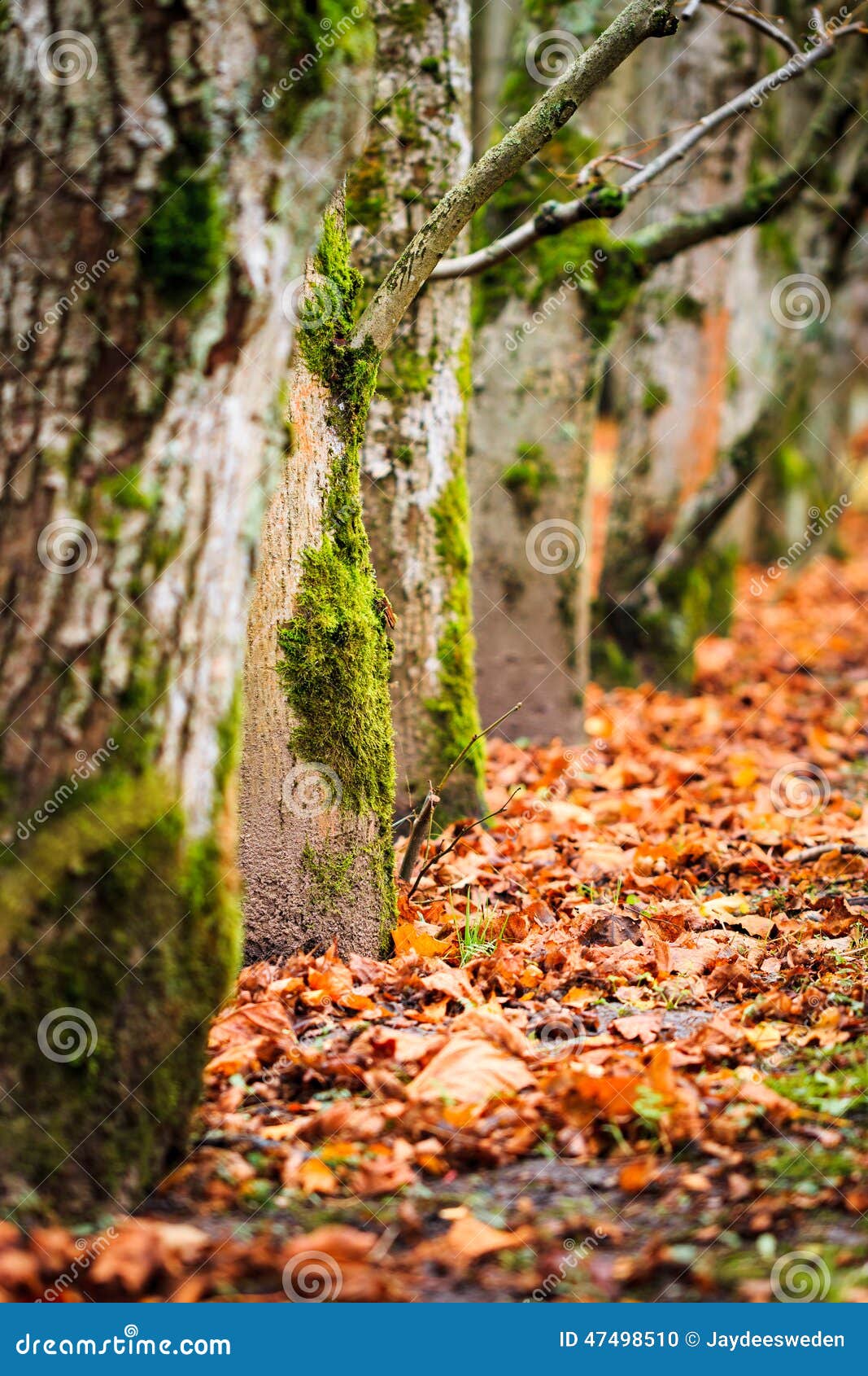 Layered trees stock photo. Image of green, nature, elegance - 47498510