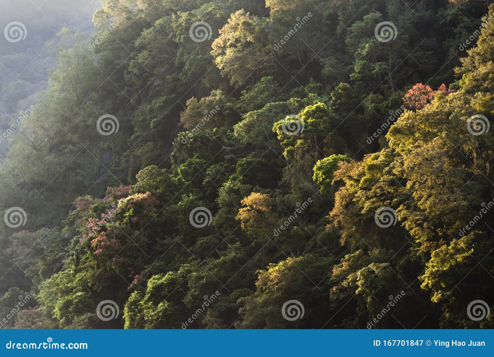 Layers of Canopy of Mountain Forest Coverage Stock Image - Image of ...