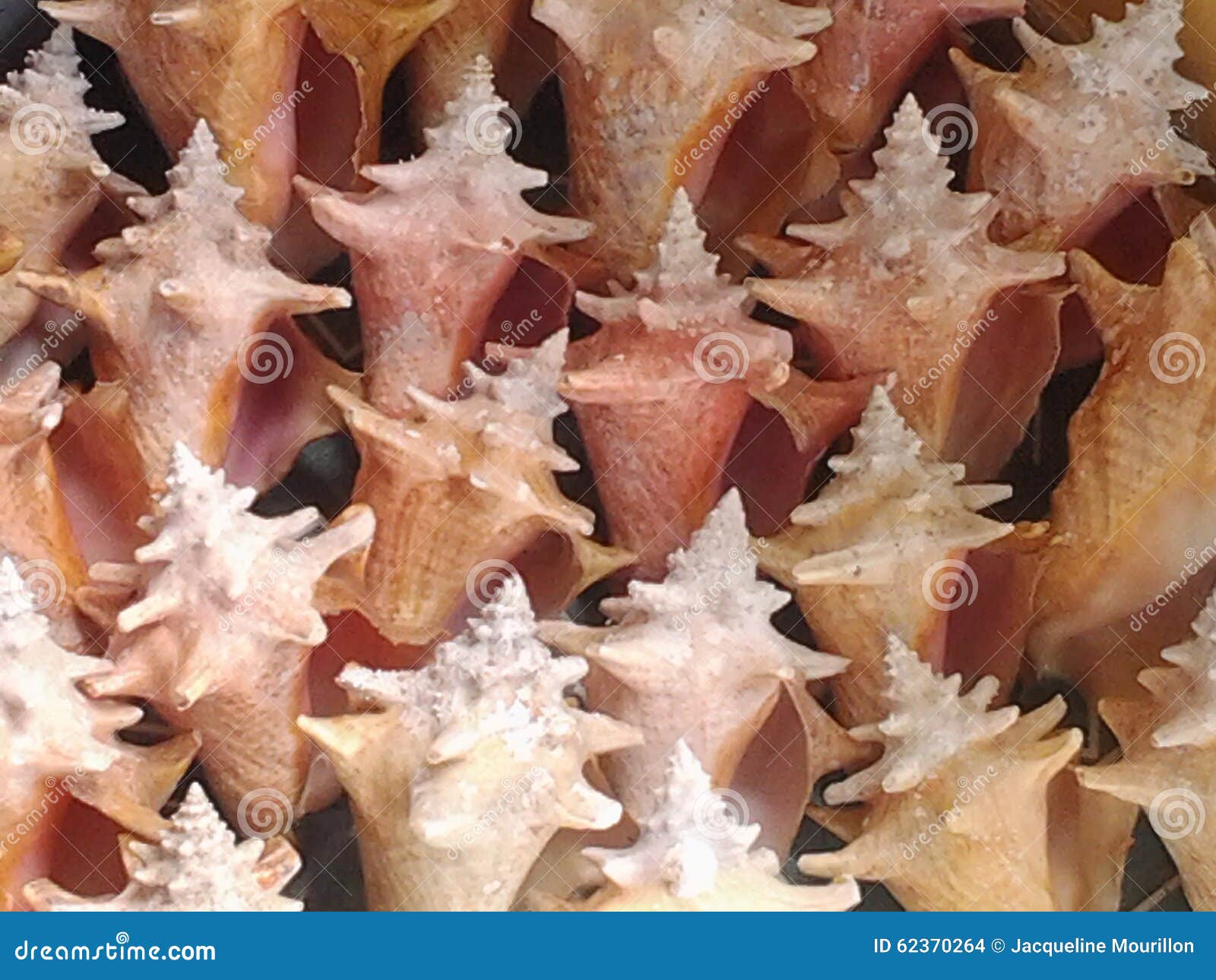 Layers of Conch Shells stock photo. Image of pink, conch - 62370264