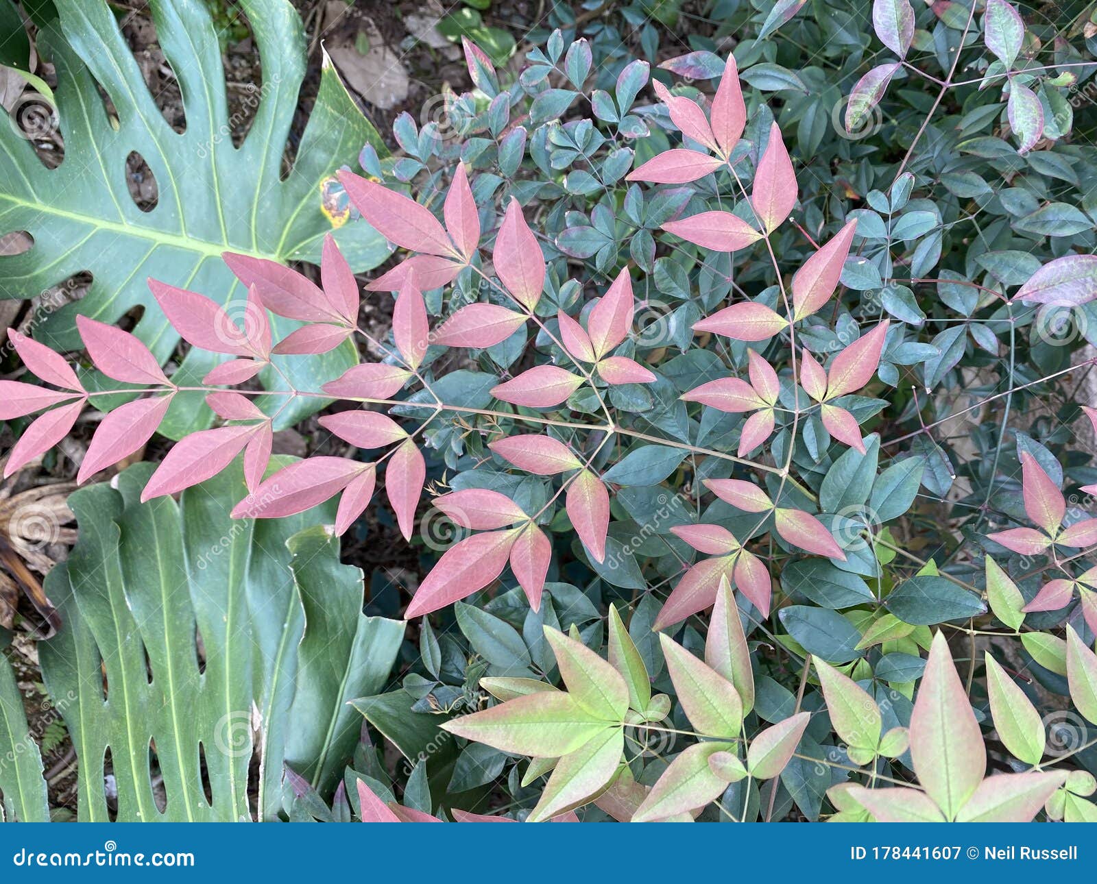 Different Coloured Leaf Types Stock Image - Image of green, differently ...