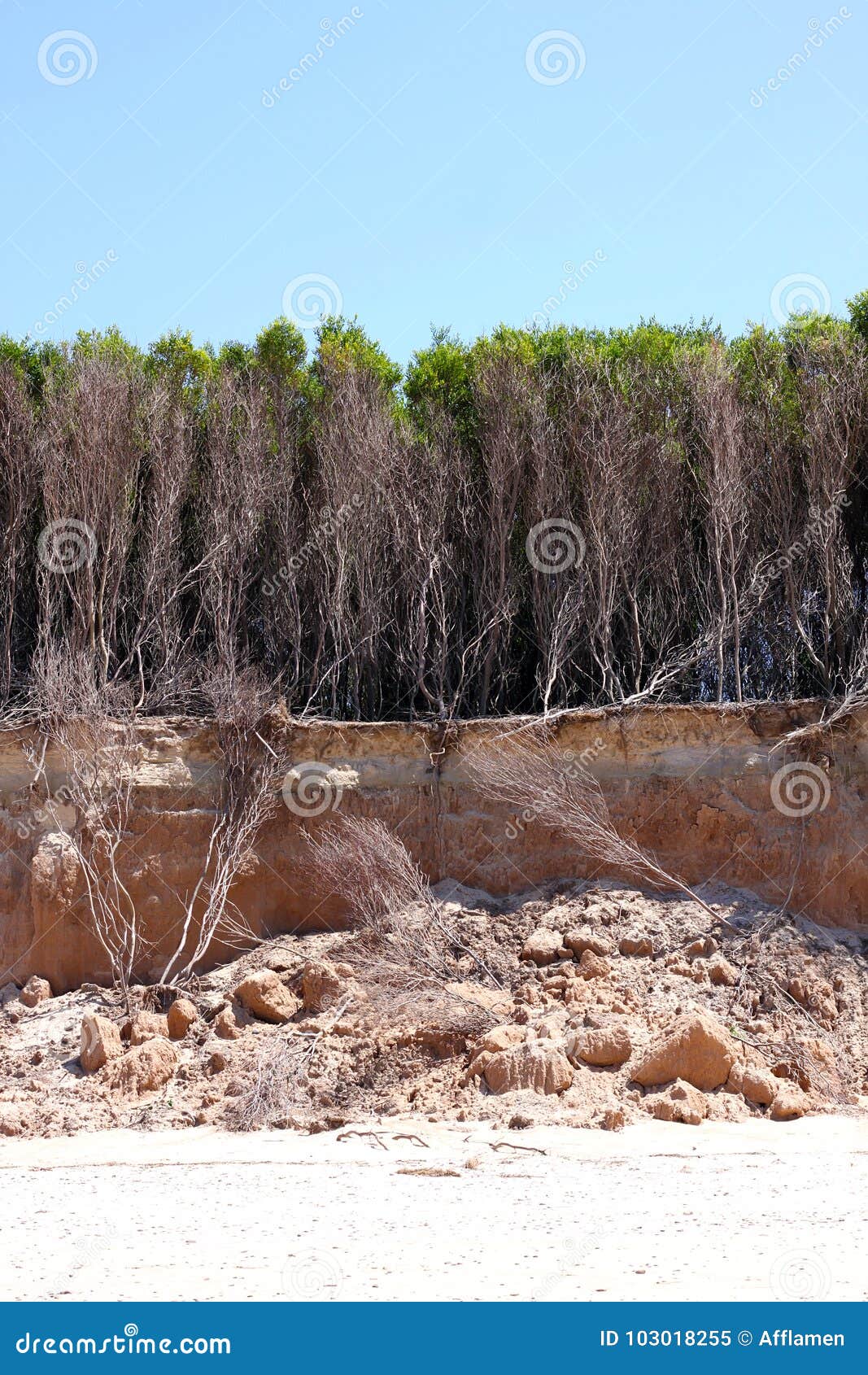 Trees Growing on the Cliff and Falling Down Off it Stock Image - Image ...