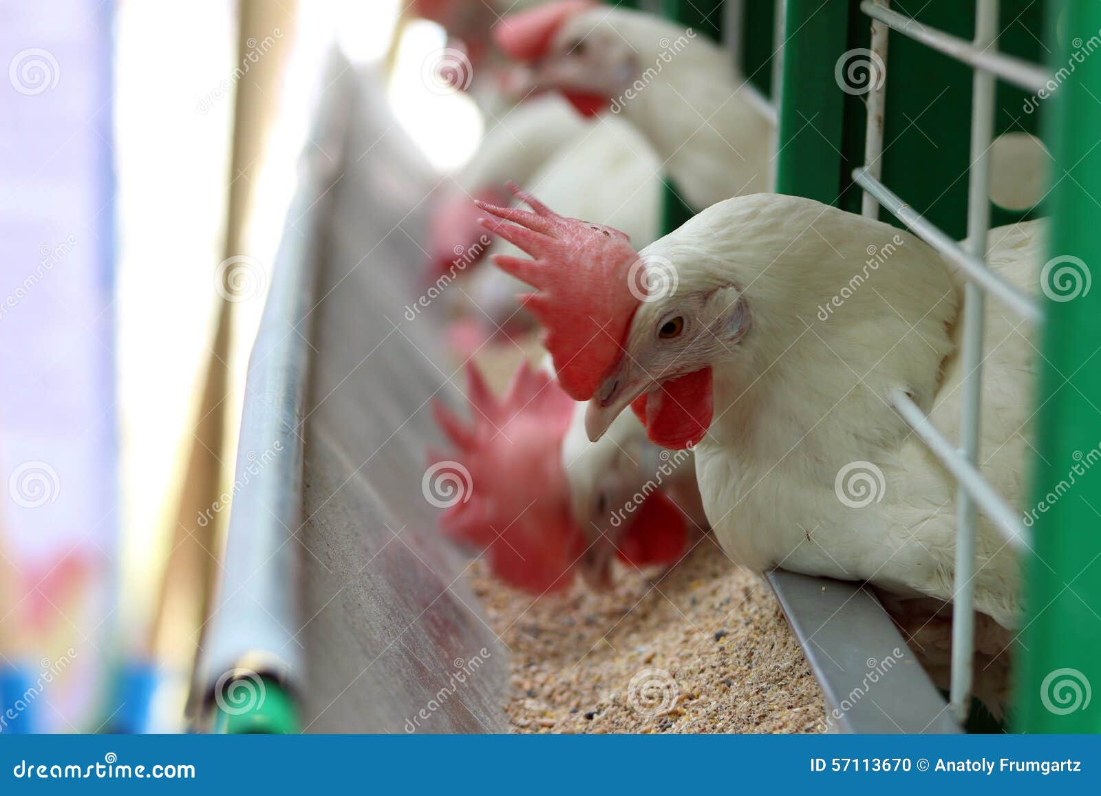 Layers eating corn stock photo. Image of fowl, food, industry - 57113670