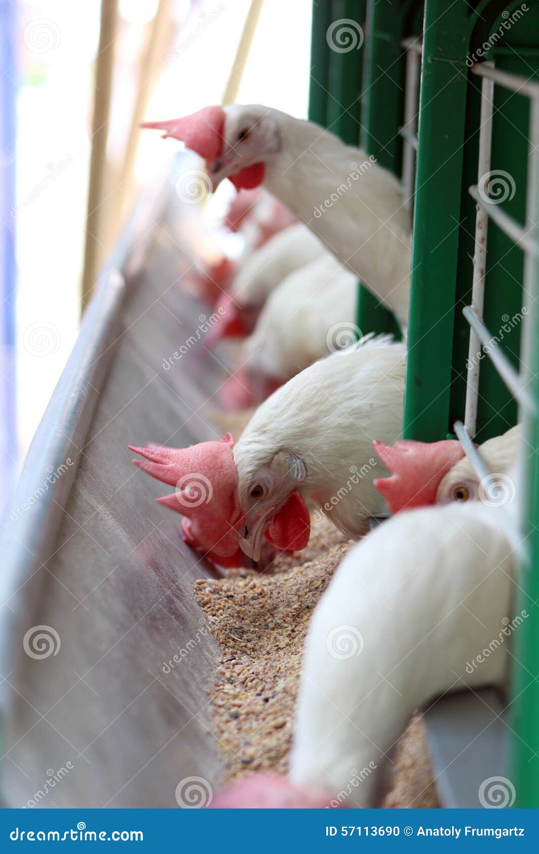 Layers eating corn stock photo. Image of food, fowl, meat - 57113690