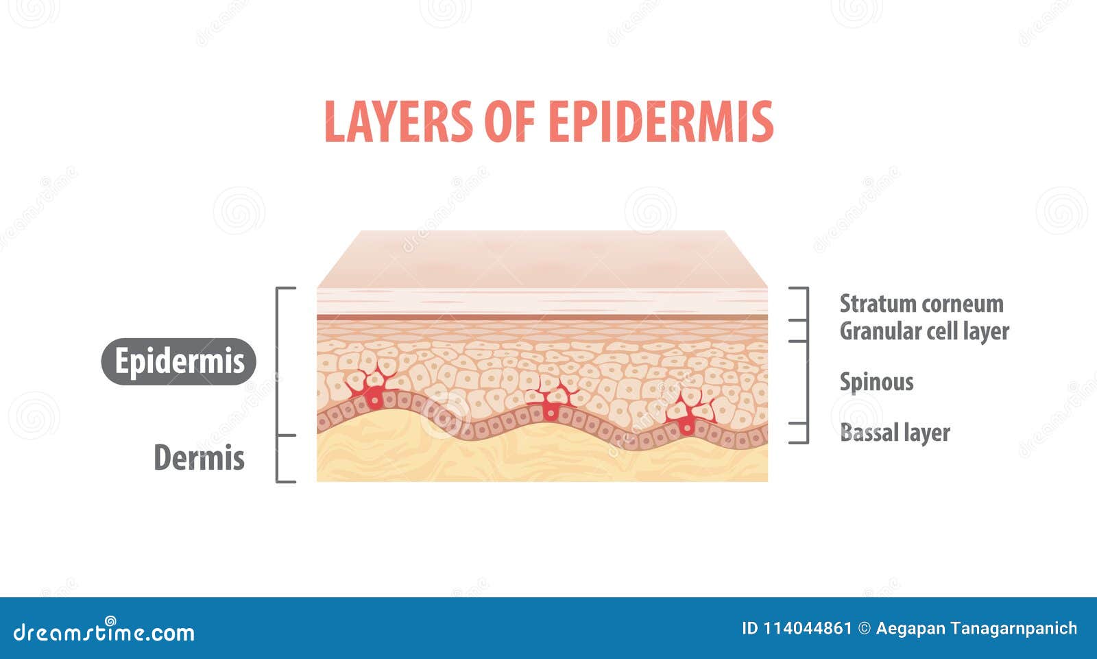 Layers Of Epidermis Illustration Vector On White Background. Med Stock ...