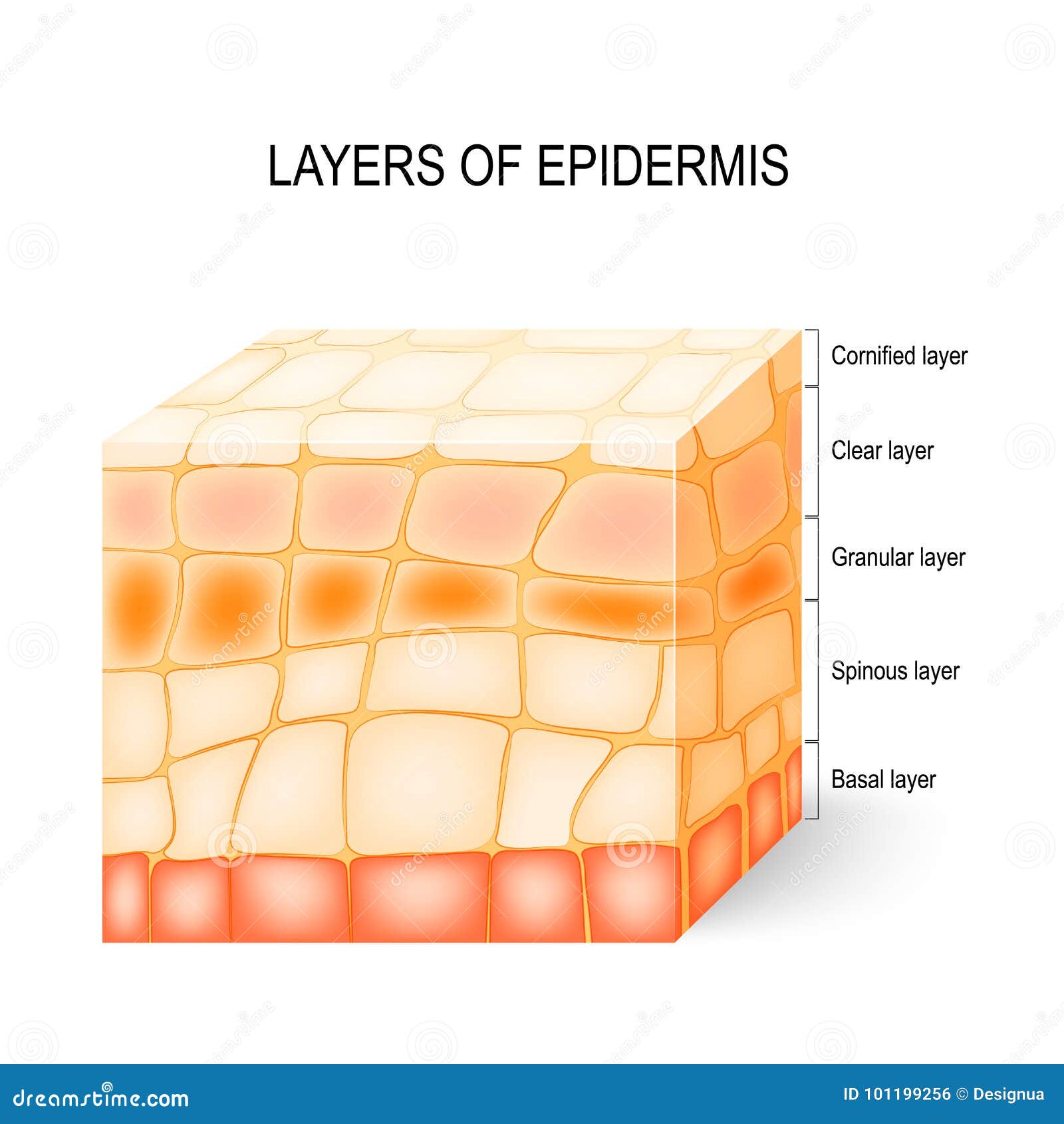 Layers Of Epidermis Stock Vector Illustration Of Layer 101199256