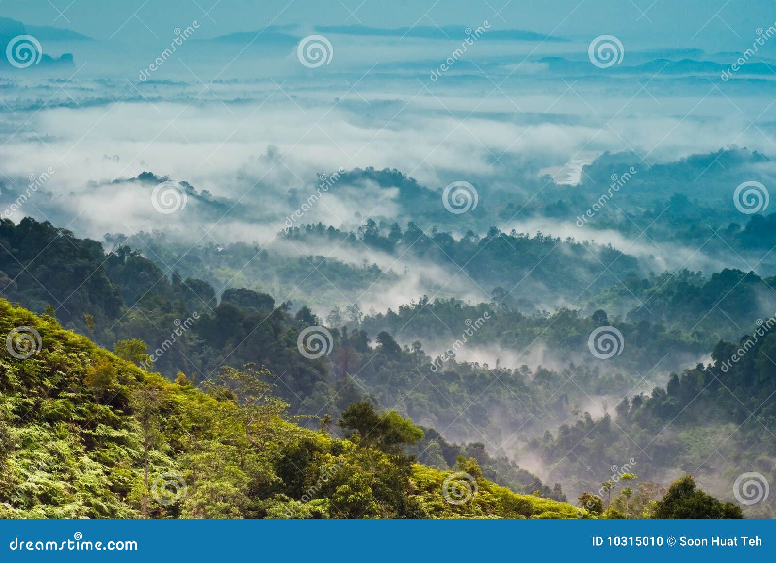Layers of Forest stock photo. Image of season, relaxation - 10315010