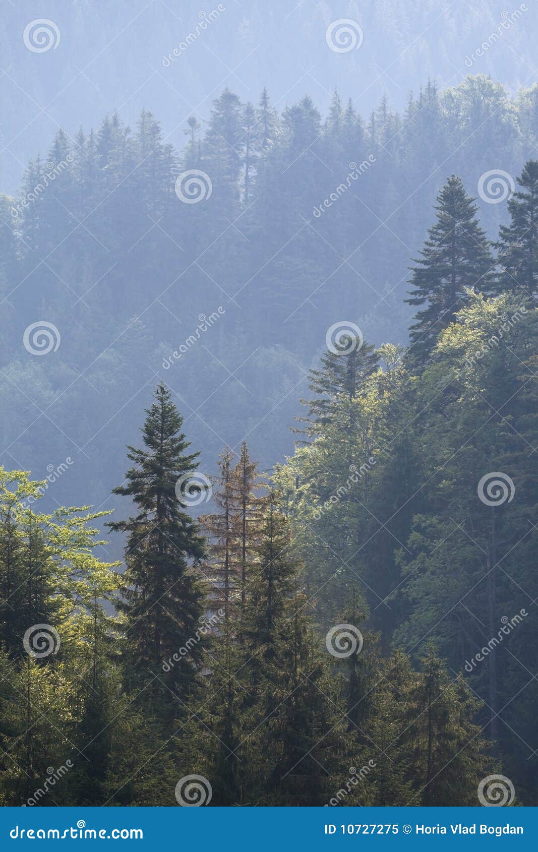 Layers of forest stock image. Image of perspective, strata - 10727275