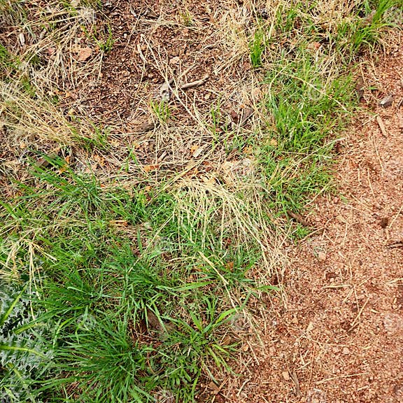 Layers of Grass and Dirt a Beautiful Turf Stock Photo - Image of lawn ...