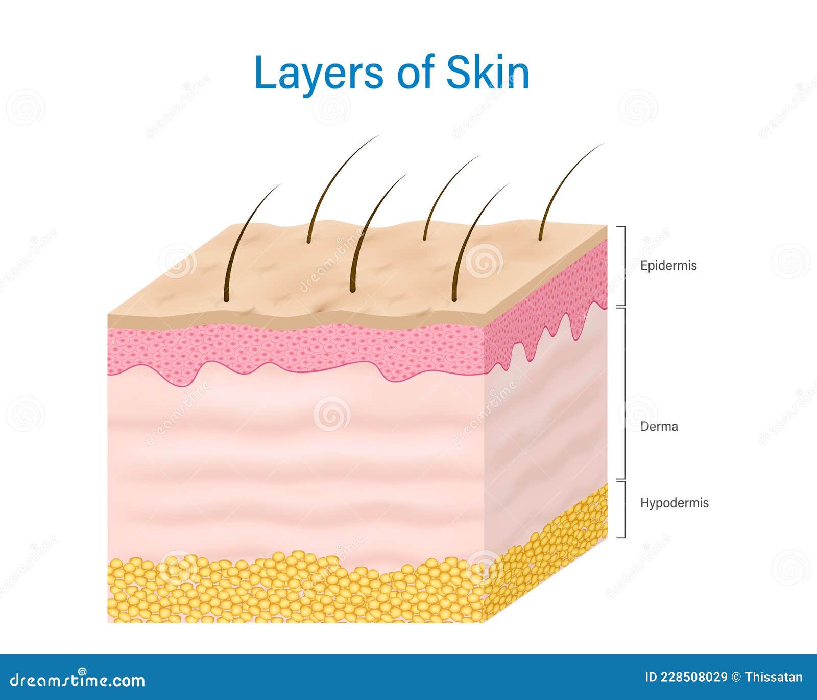 Layers of the Human Skin, Illustration about Medical Diagram. Vector ...
