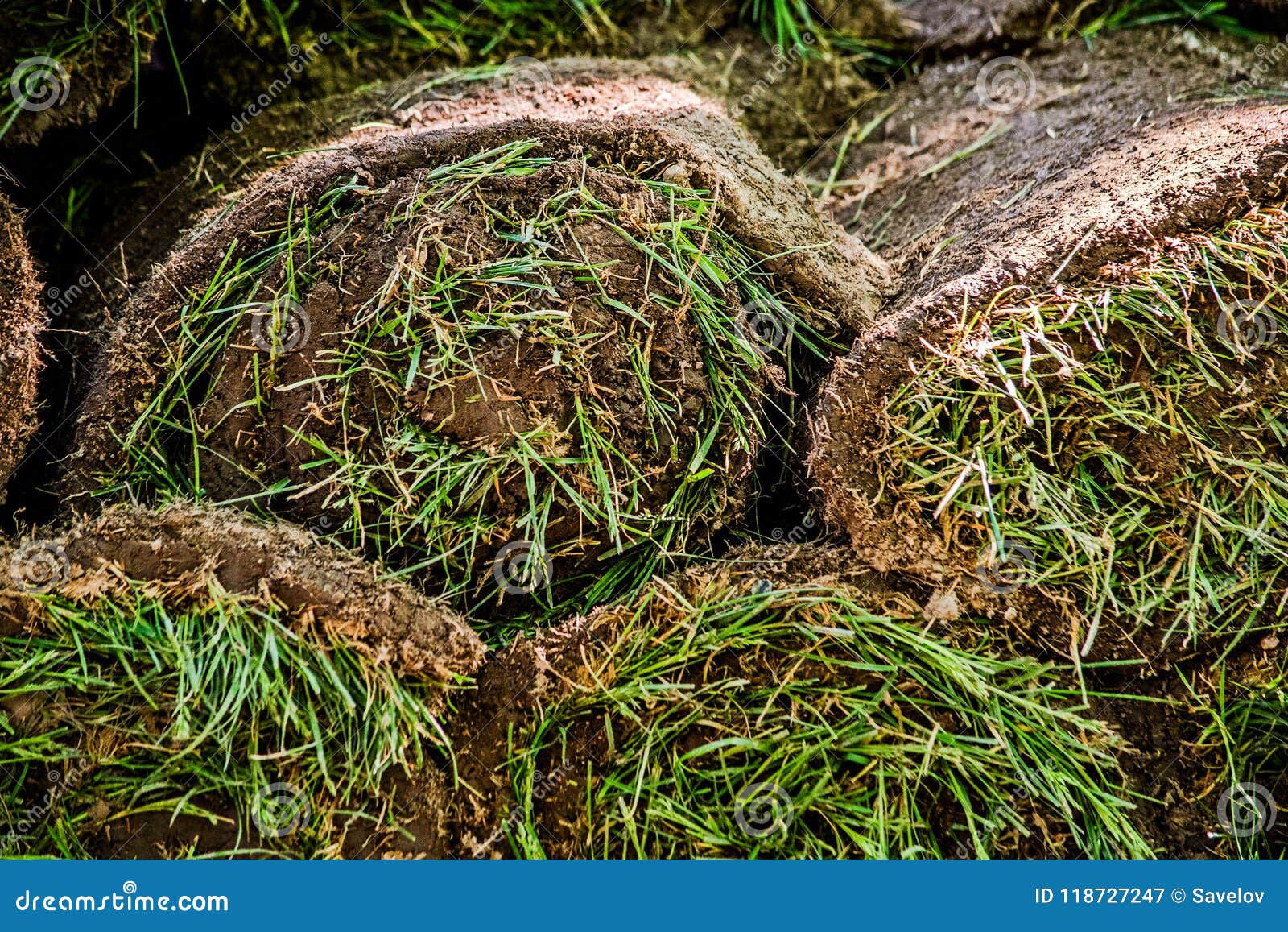 Layers of lawn is close stock image. Image of turf, preparation - 118727247