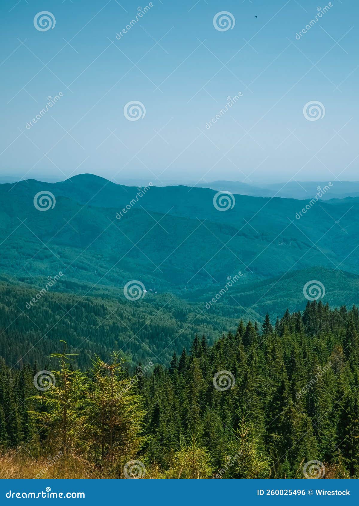 Layers of Mountains and Dense, Fir Forest in Transbucegi, Romania ...