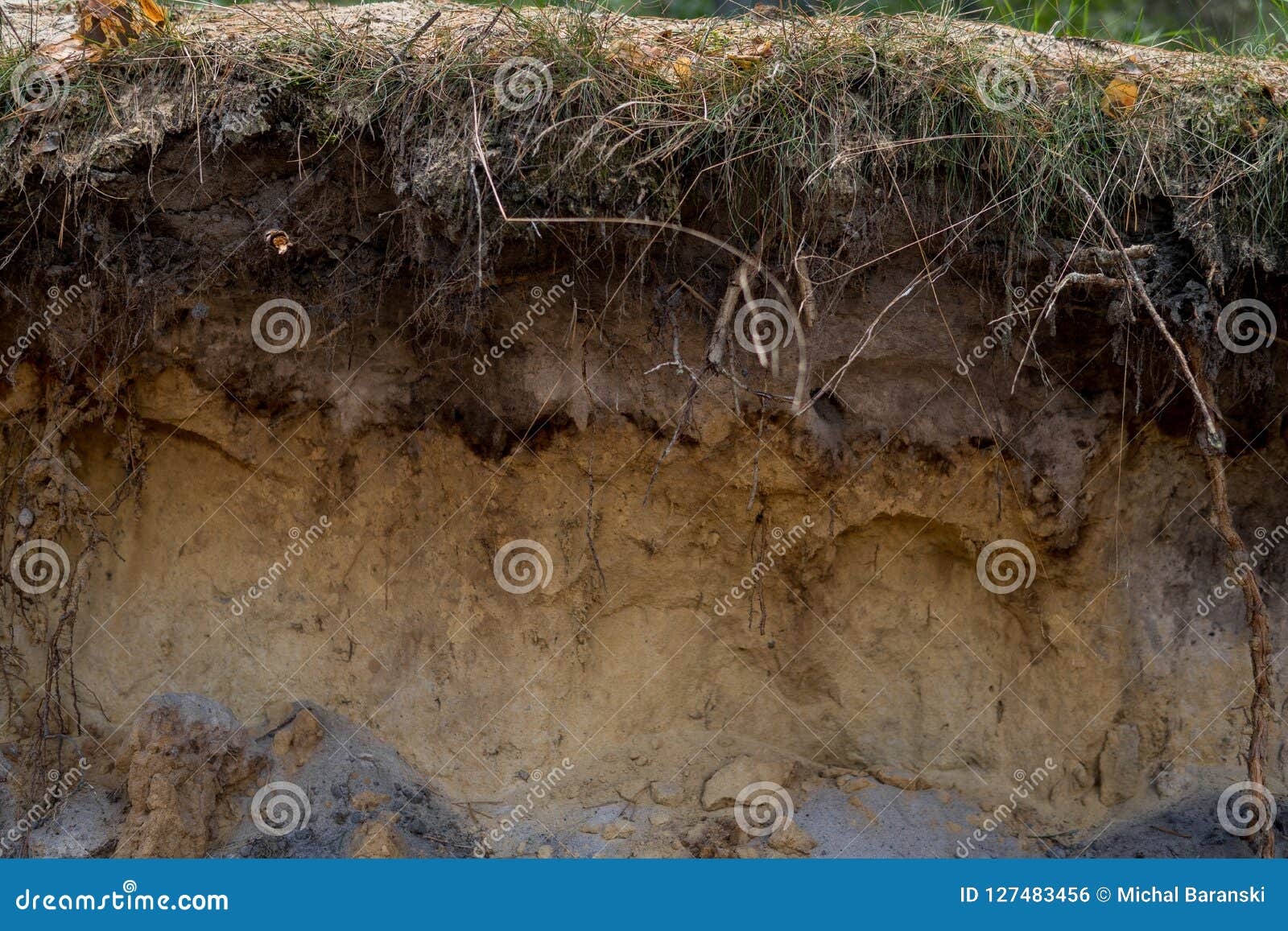 Layers of podzol soil stock photo. Image of nature, green - 127483456