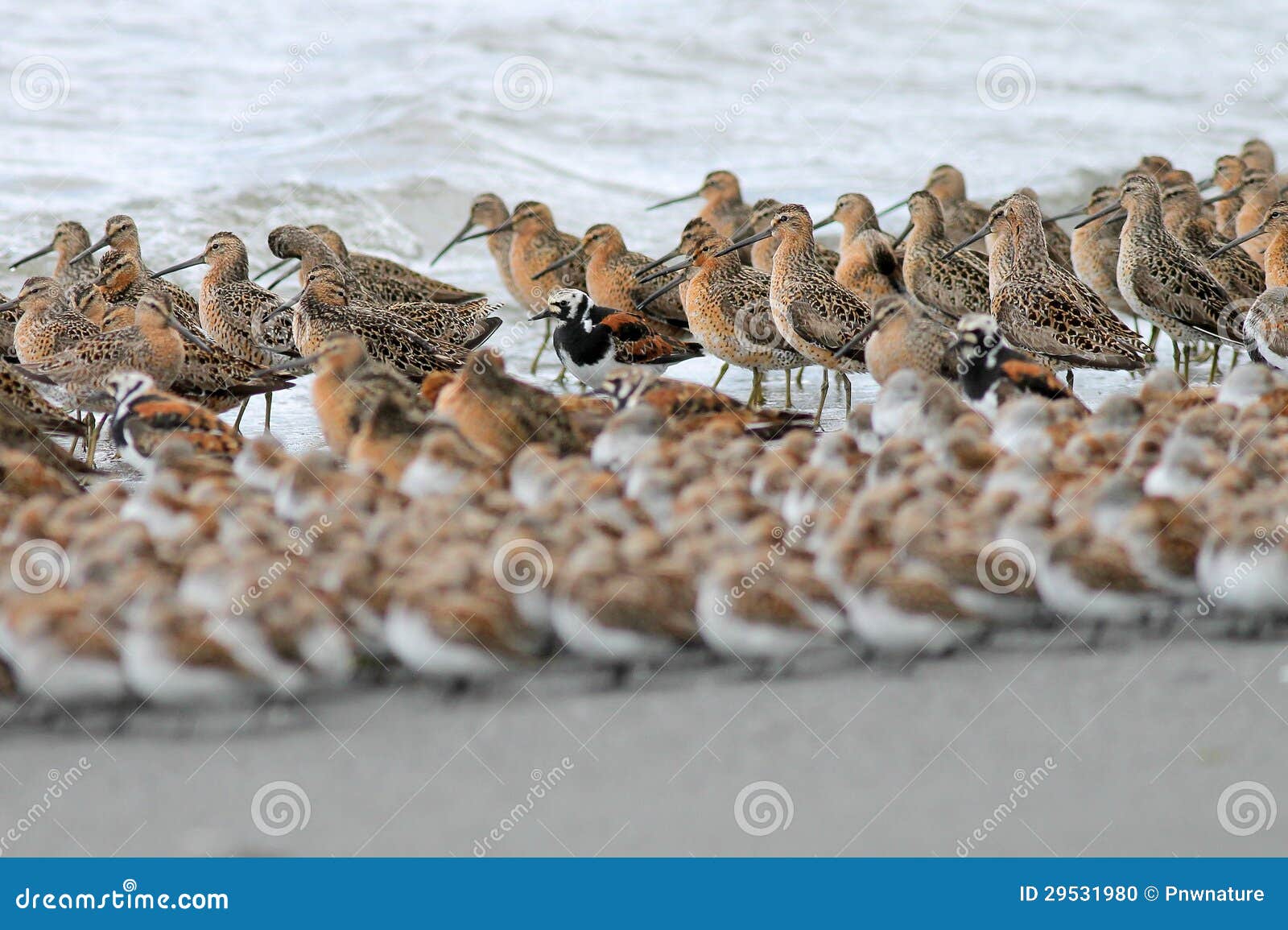 Layers of Shorebirds stock photo. Image of sandpiper - 29531980