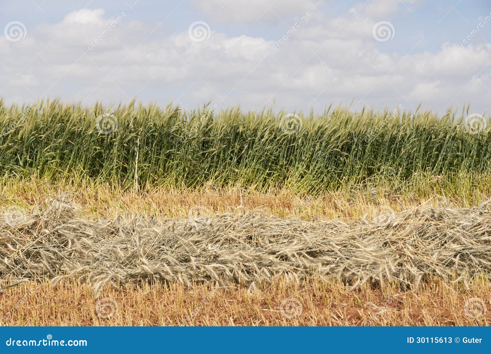 Wheat field stock image. Image of compost, harvesting - 30115613