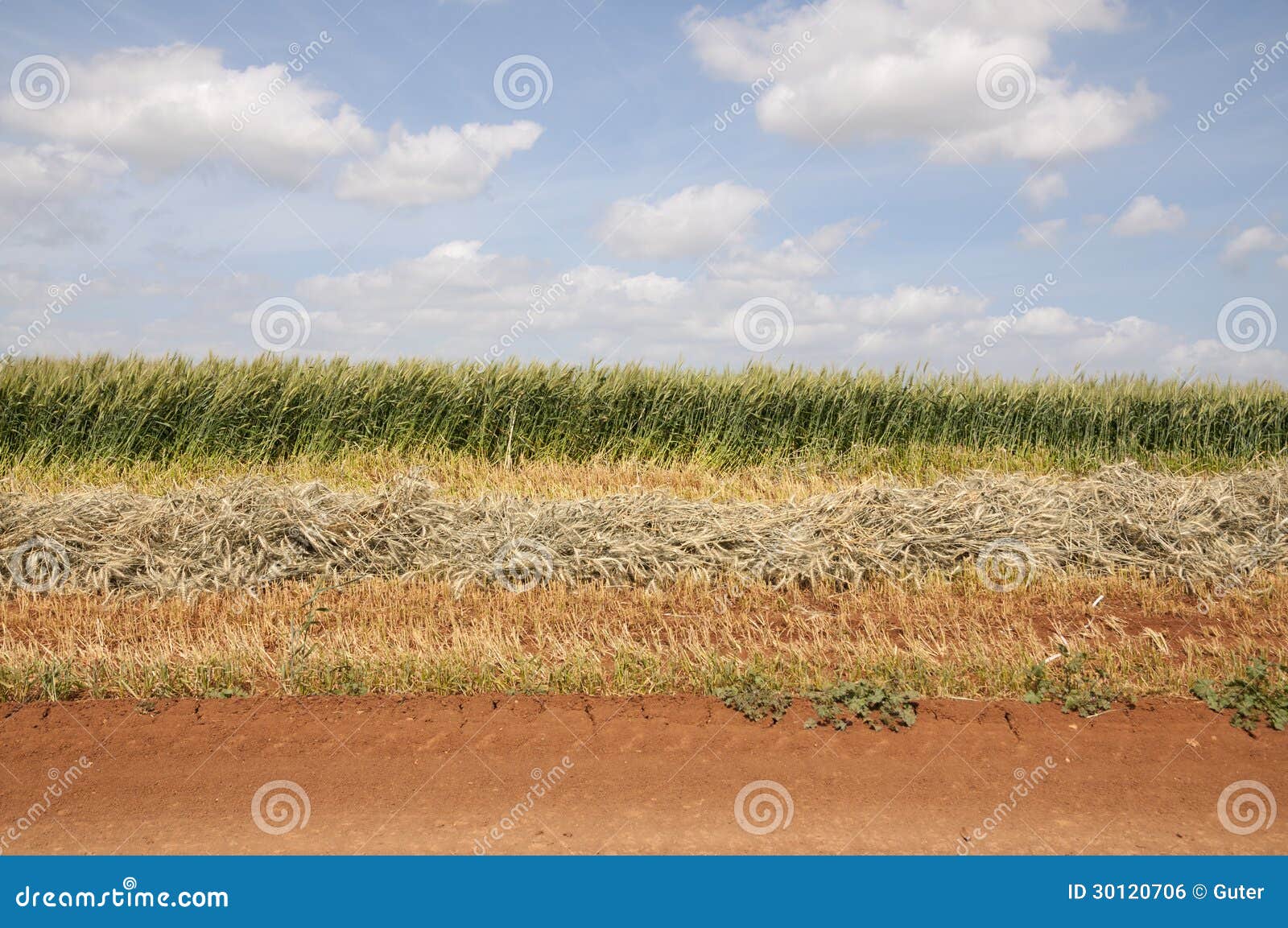Wheat field stock photo. Image of jezreel, conservation - 30120706