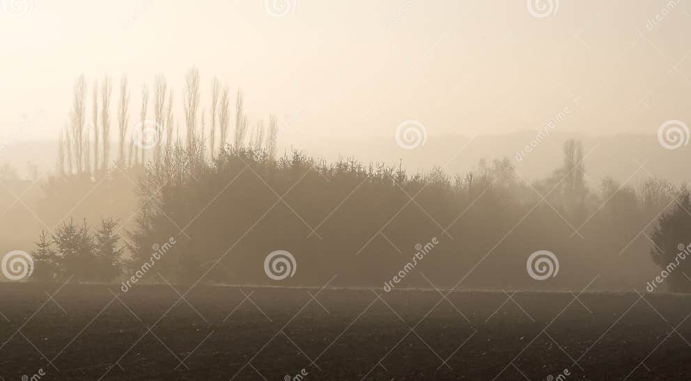 Layers of Trees in the Mist Stock Photo - Image of pasture, harmony: 390606