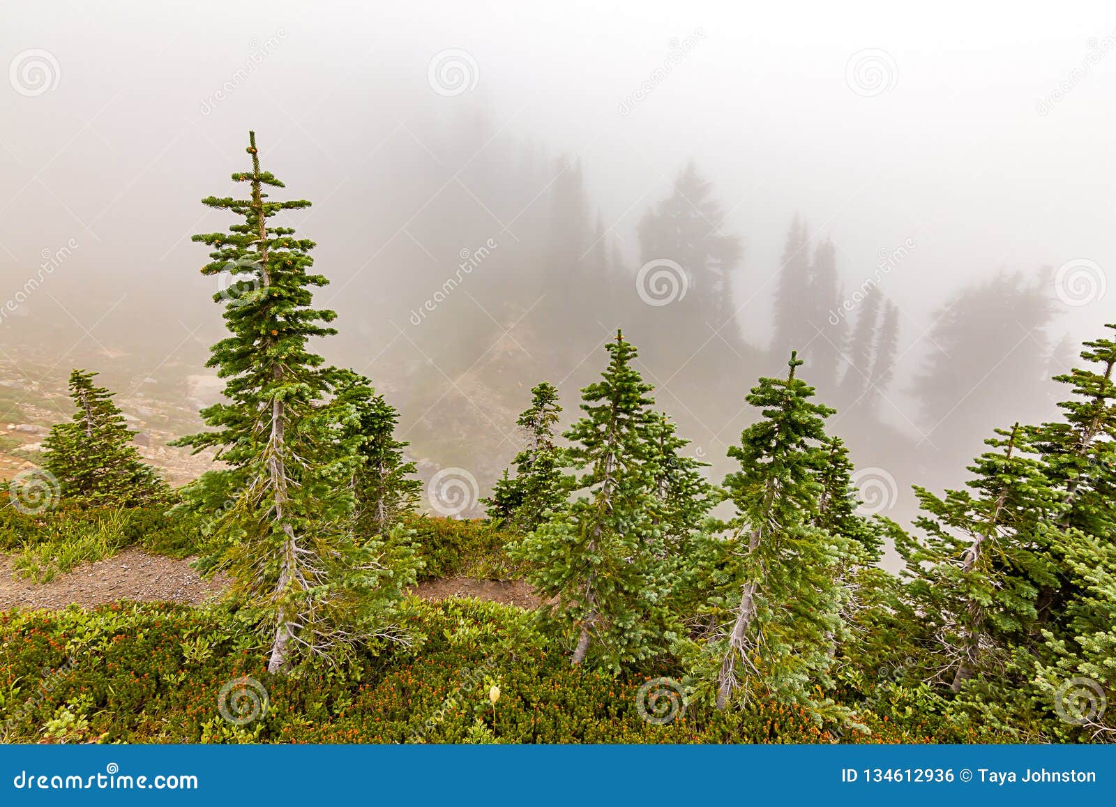 Layers of Trees and Trails Heading Down Switchbacks in Fog Stock Photo ...