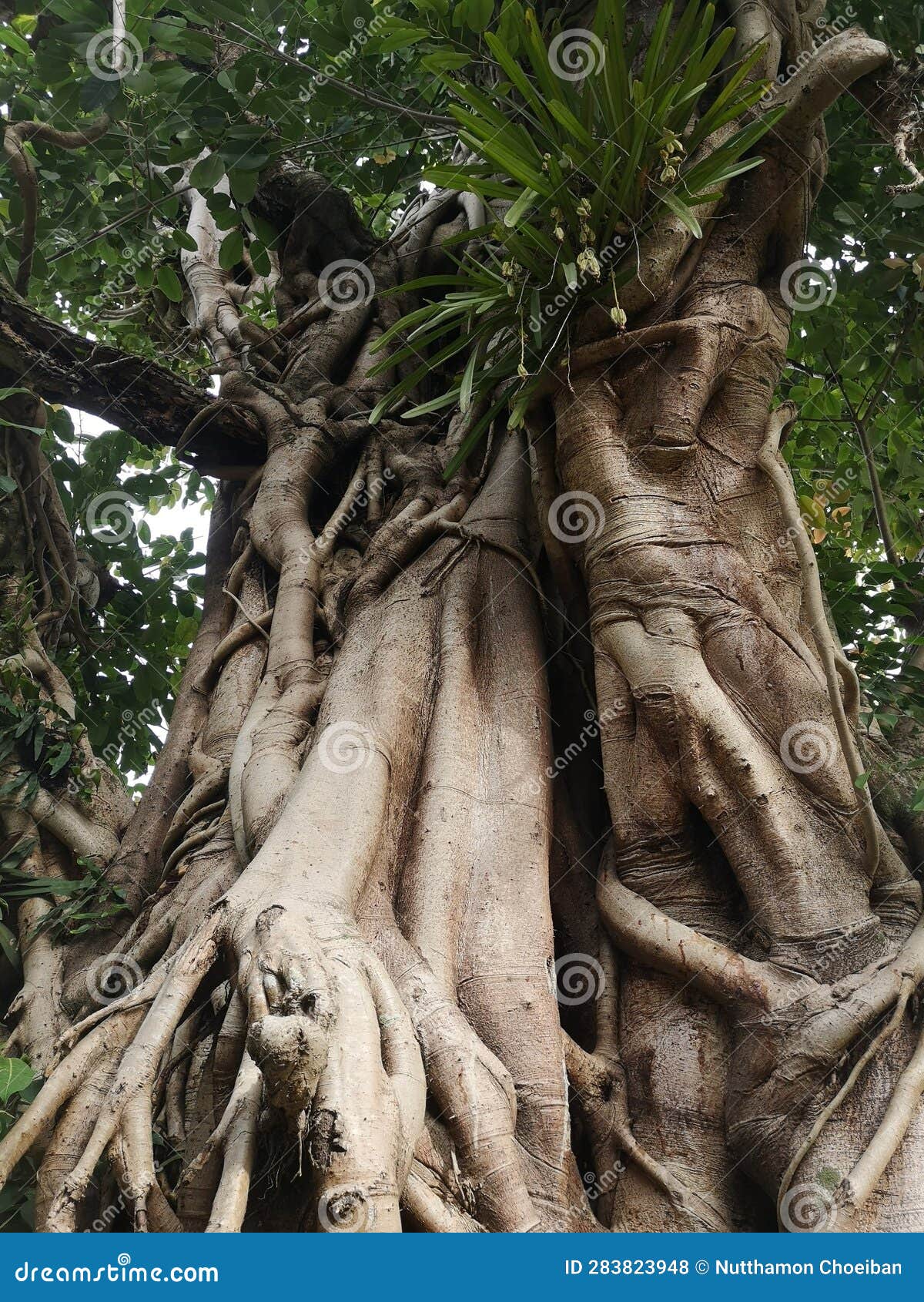 Aged Trees with Their Intertwined and Layered Trunks. Stock Photo ...