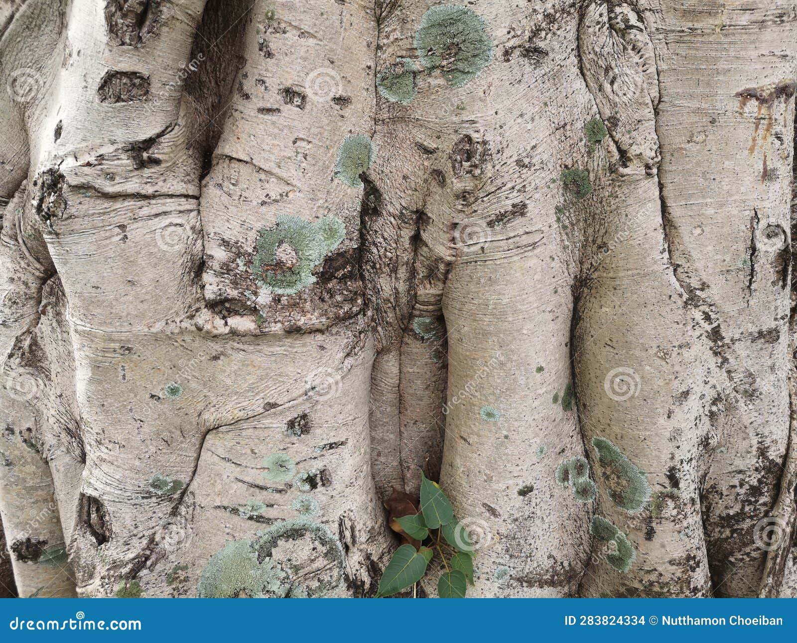 Aged Trees with Their Intertwined and Layered Trunks. Stock Photo ...