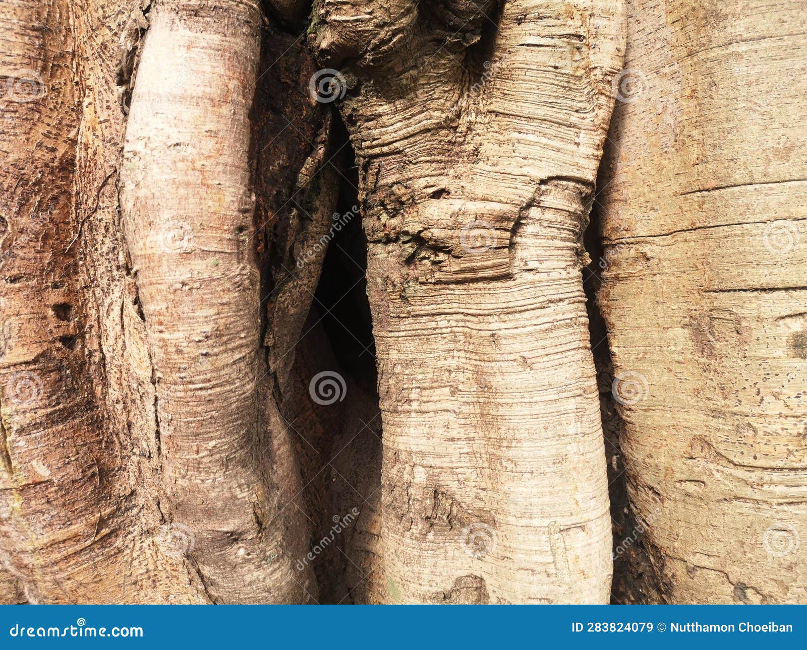 Aged Trees with Their Intertwined and Layered Trunks. Stock Image ...