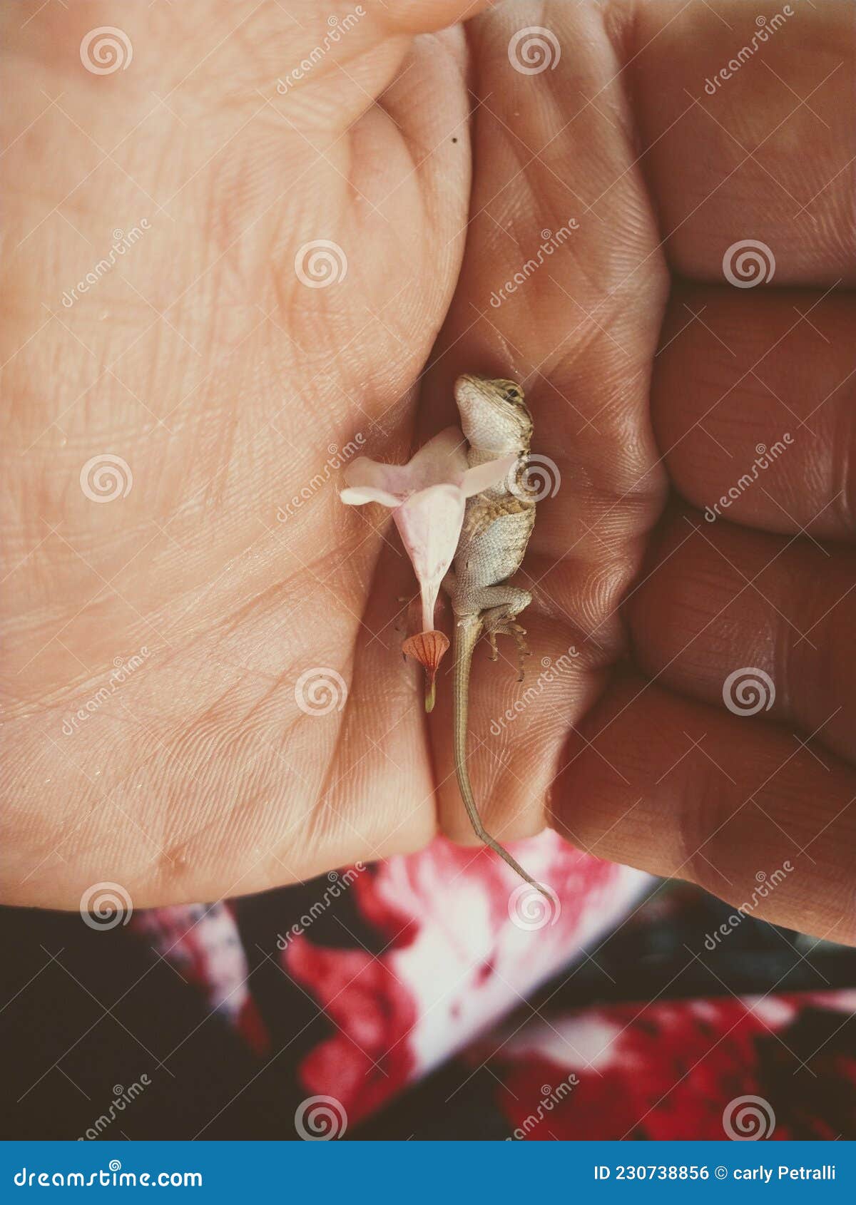 Laying Back Lizard Relaxing Stock Photo - Image of lizard, relaxing ...