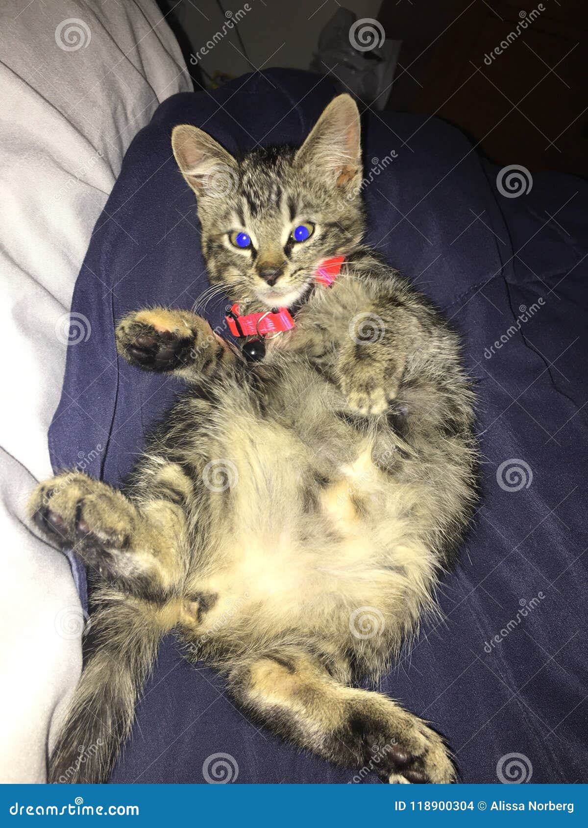 Silly kitty stock photo. Image of silly, laying, back - 118900304