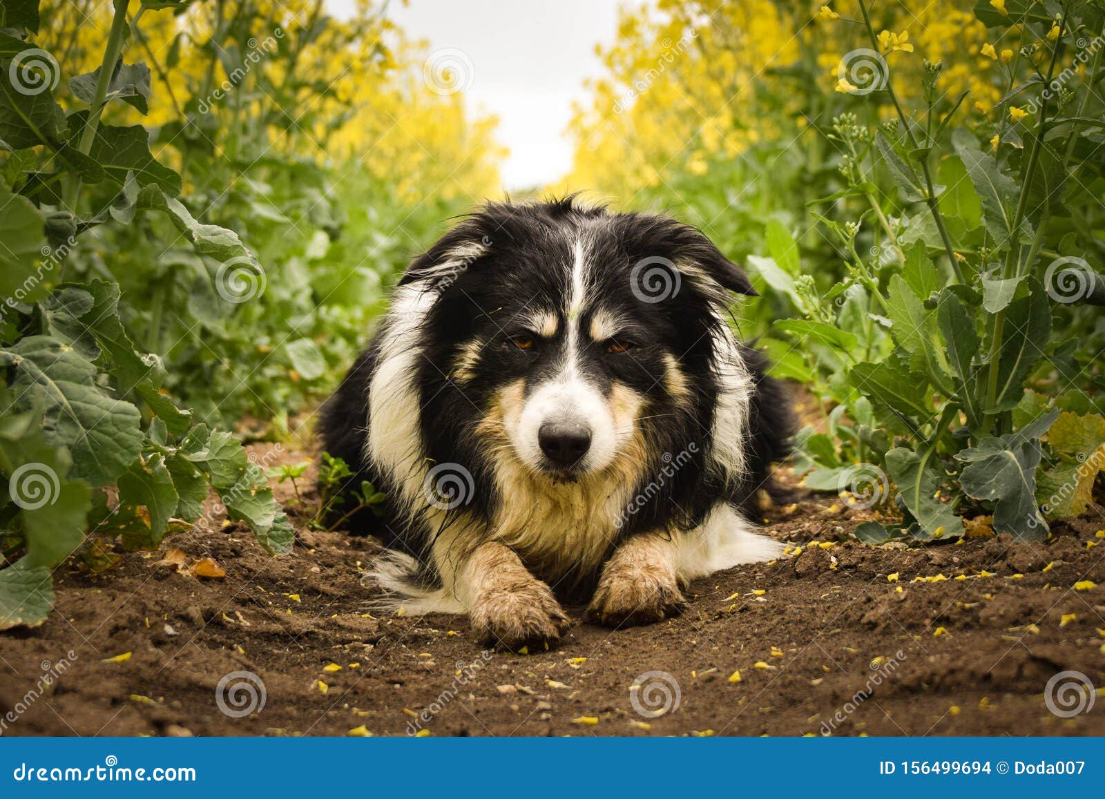 Laying Border Collie is in Yellow Colza Stock Photo - Image of portrait ...