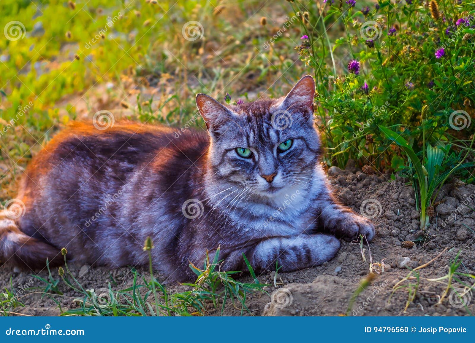 Laying cat stock photo. Image of summer, vibrant, animal - 94796560