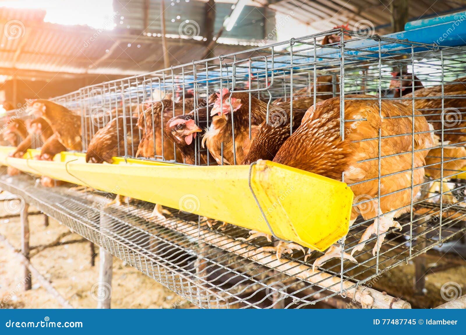 Laying chicken stock image. Image of agriculture, battery - 77487745
