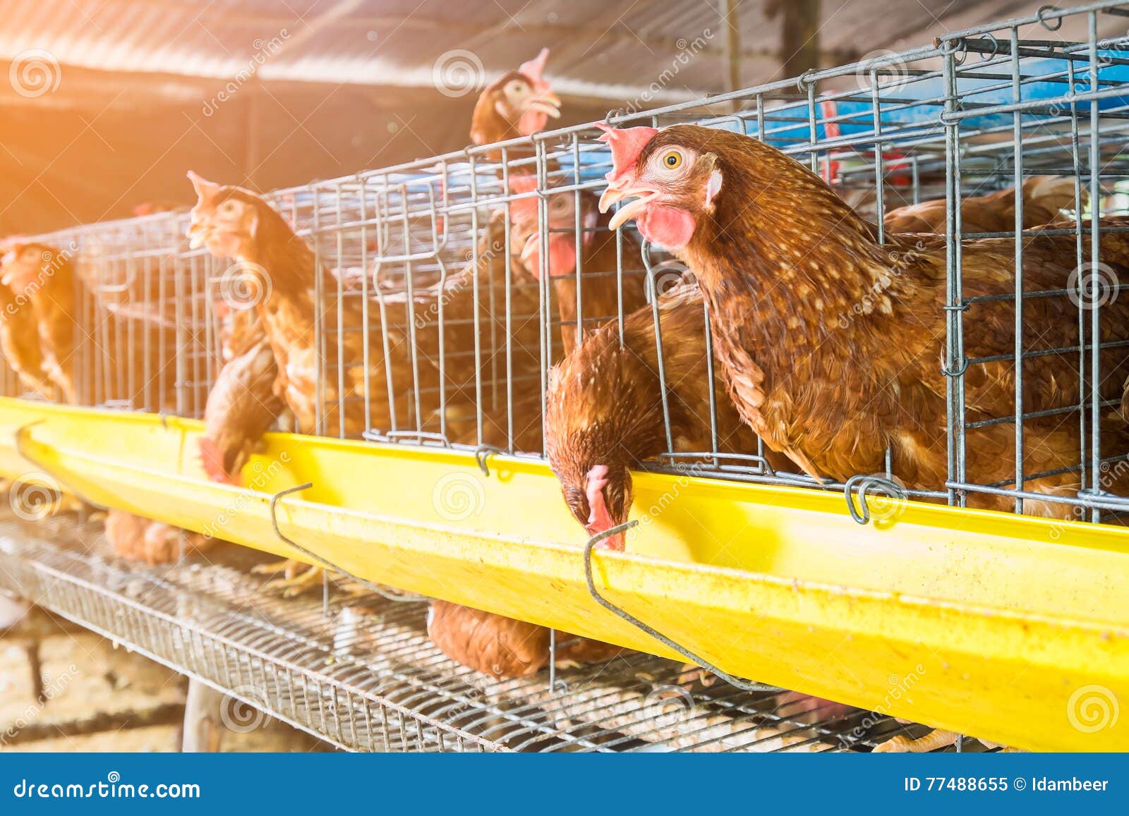 Laying chicken stock image. Image of eggs, hens, organic - 77488655