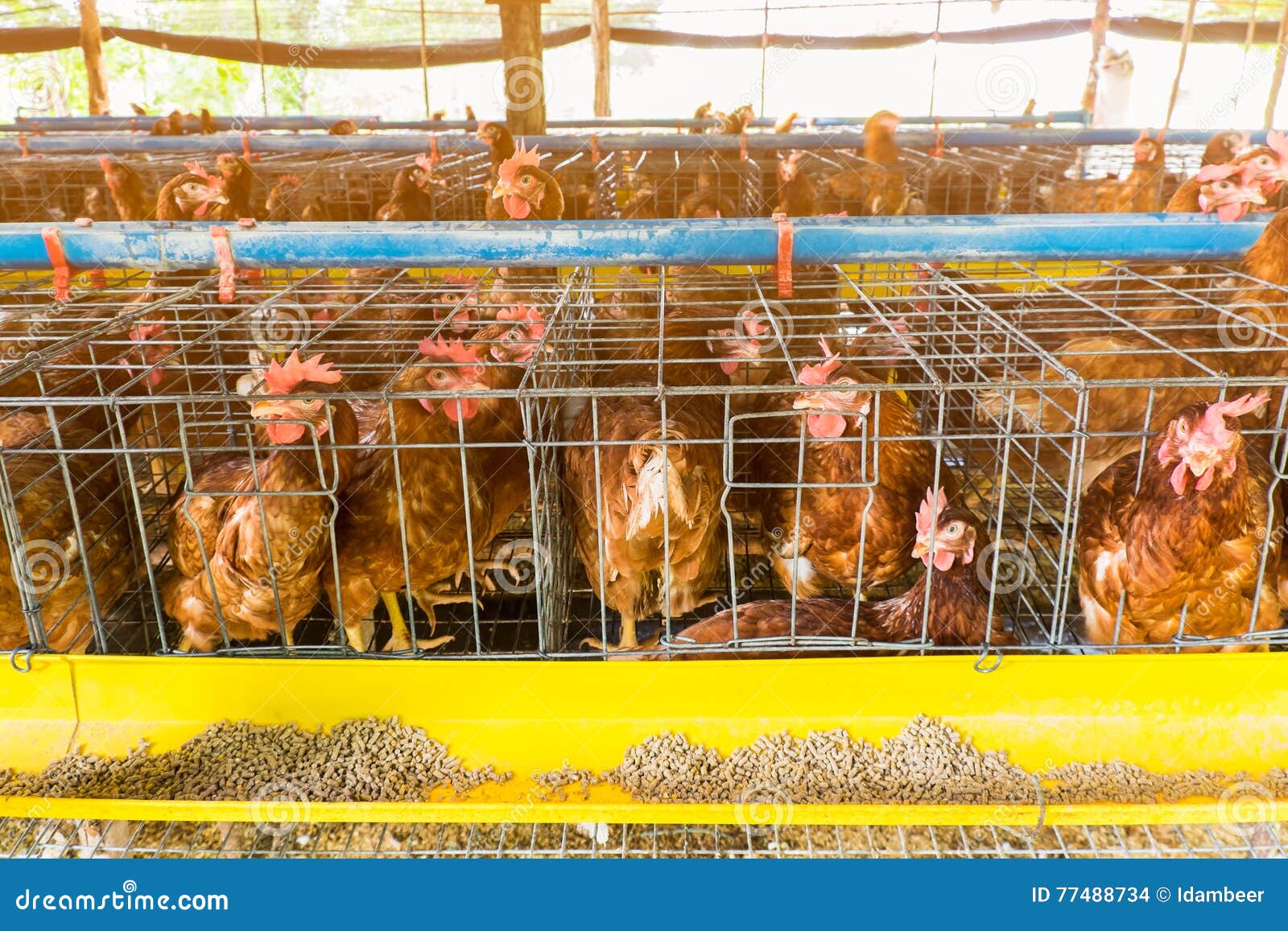 Laying chicken stock photo. Image of production, farm - 77488734