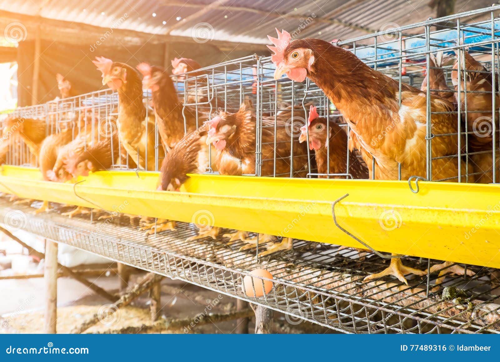 Laying chicken stock photo. Image of agriculture, hens - 77489316