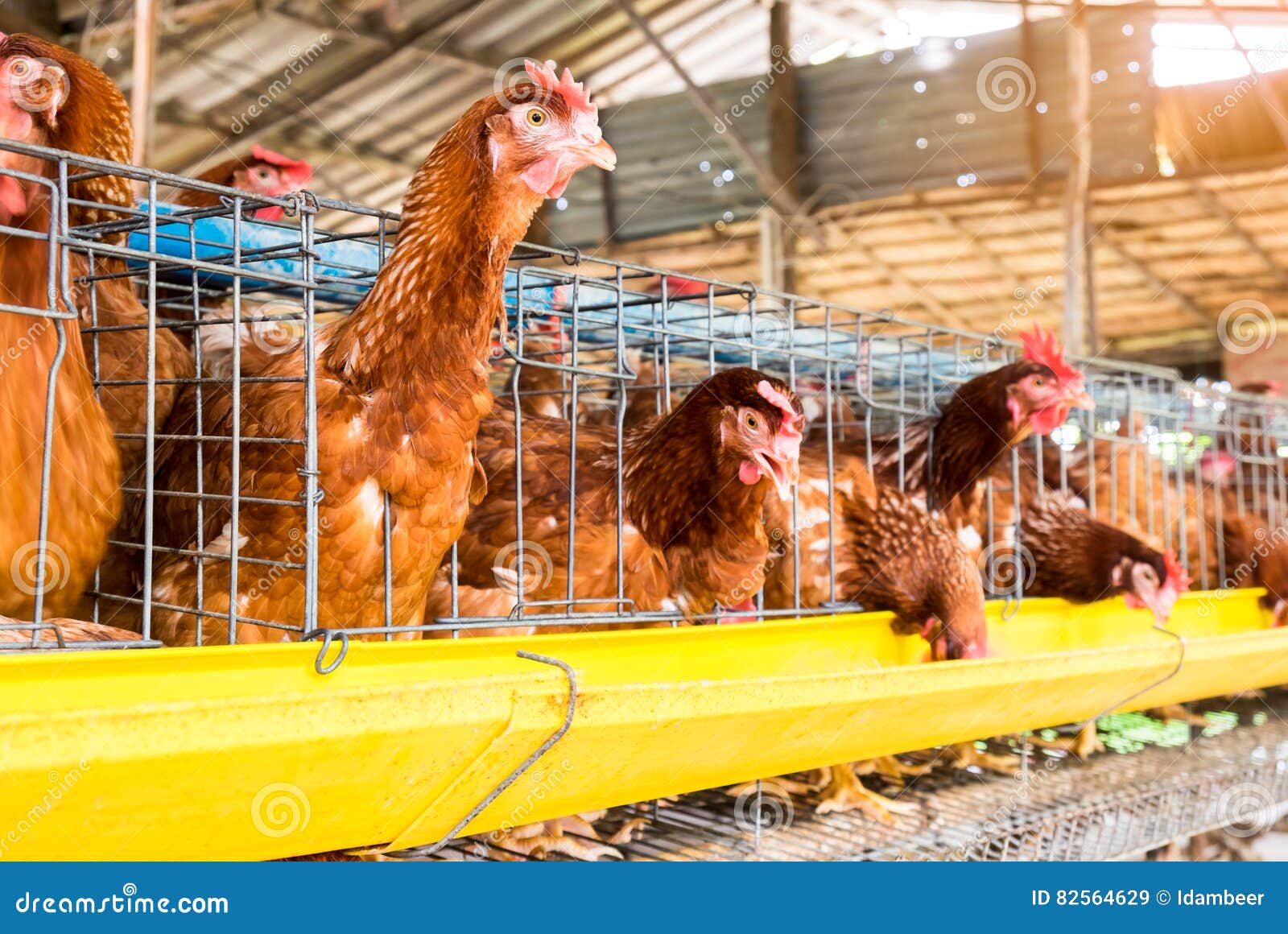 Laying chicken stock image. Image of production, battery - 82564629