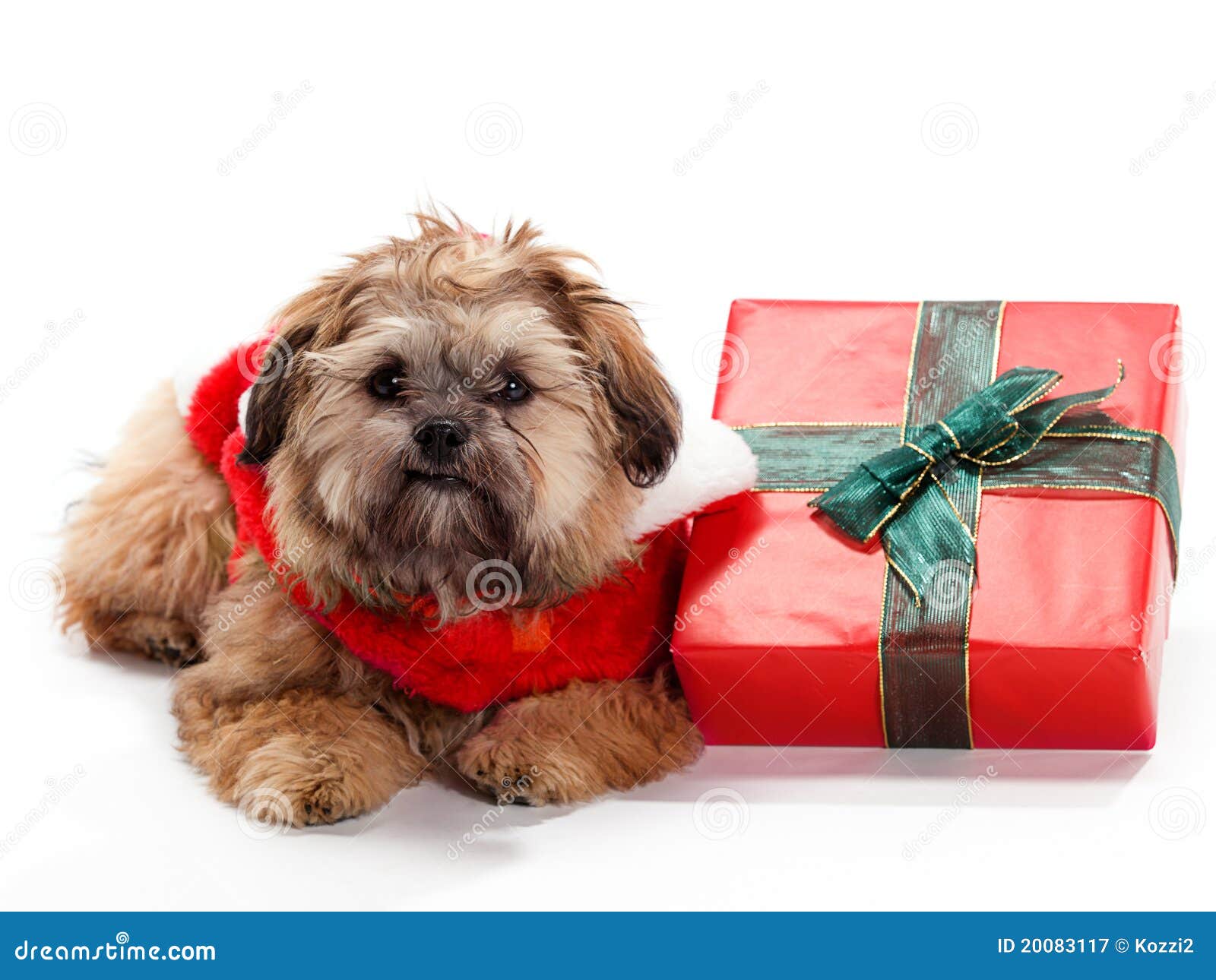 Laying Christmas Shi Poo stock image. Image of cute, mammal - 20083117