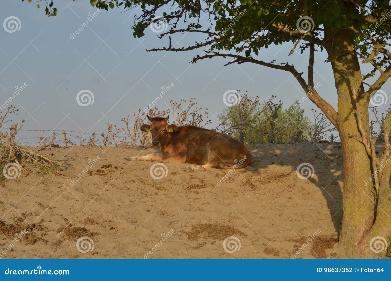 Calf under tree stock photo. Image of nature, shadow - 98637352