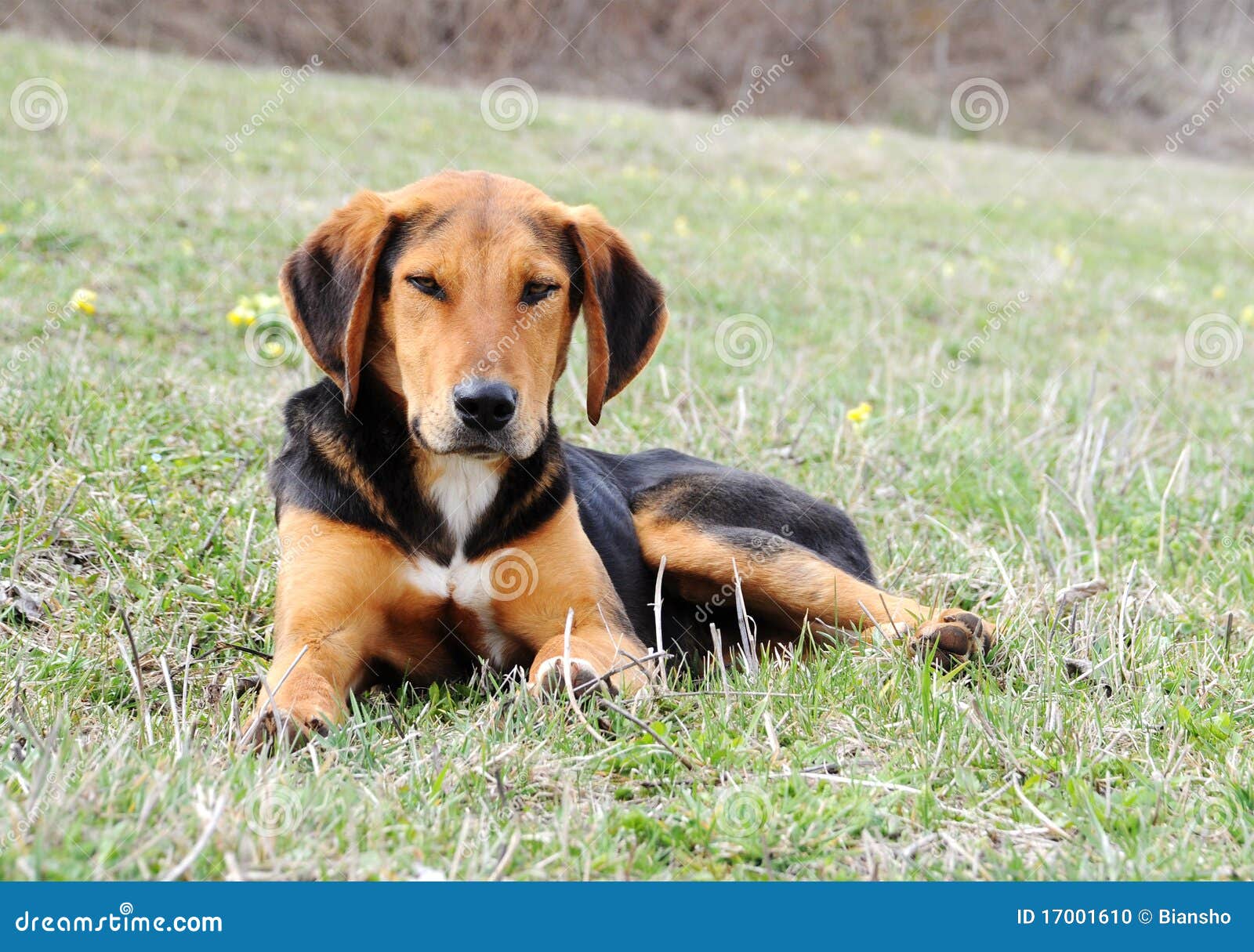 Laying cute dog stock photo. Image of cute, gorgeous - 17001610