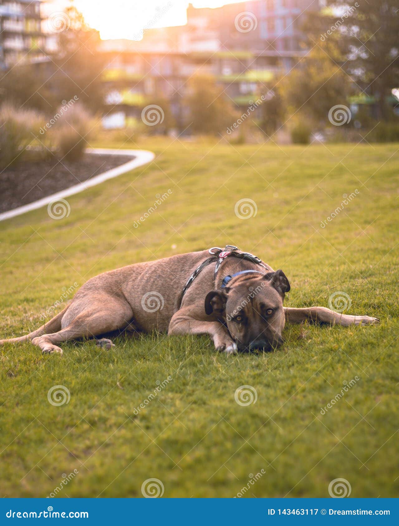 Laying Dog stock image. Image of friend, mans, green - 143463117