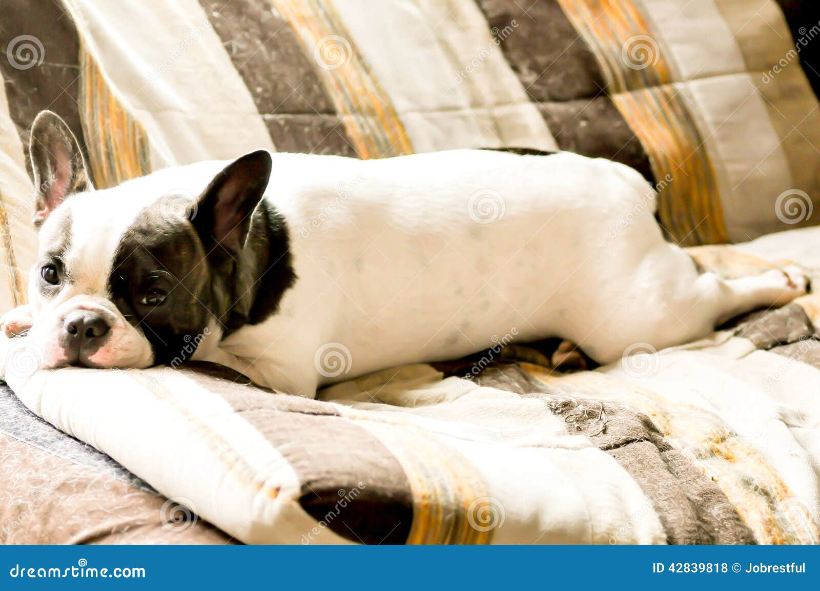 Laying dog stock photo. Image of tame, distant, unmindful - 42839818