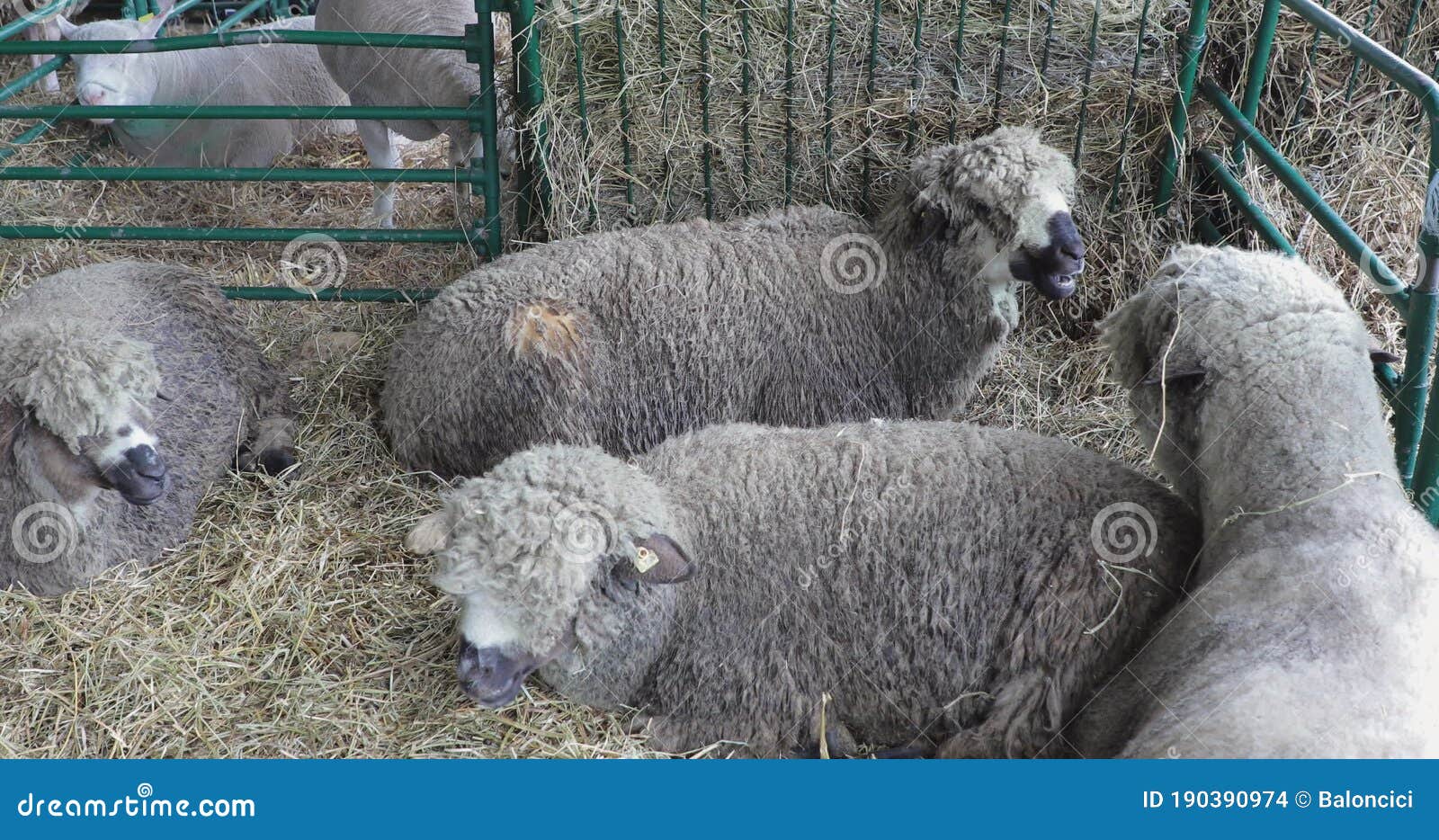 Laying Down Sheep Farm stock footage. Video of mammal - 190390974