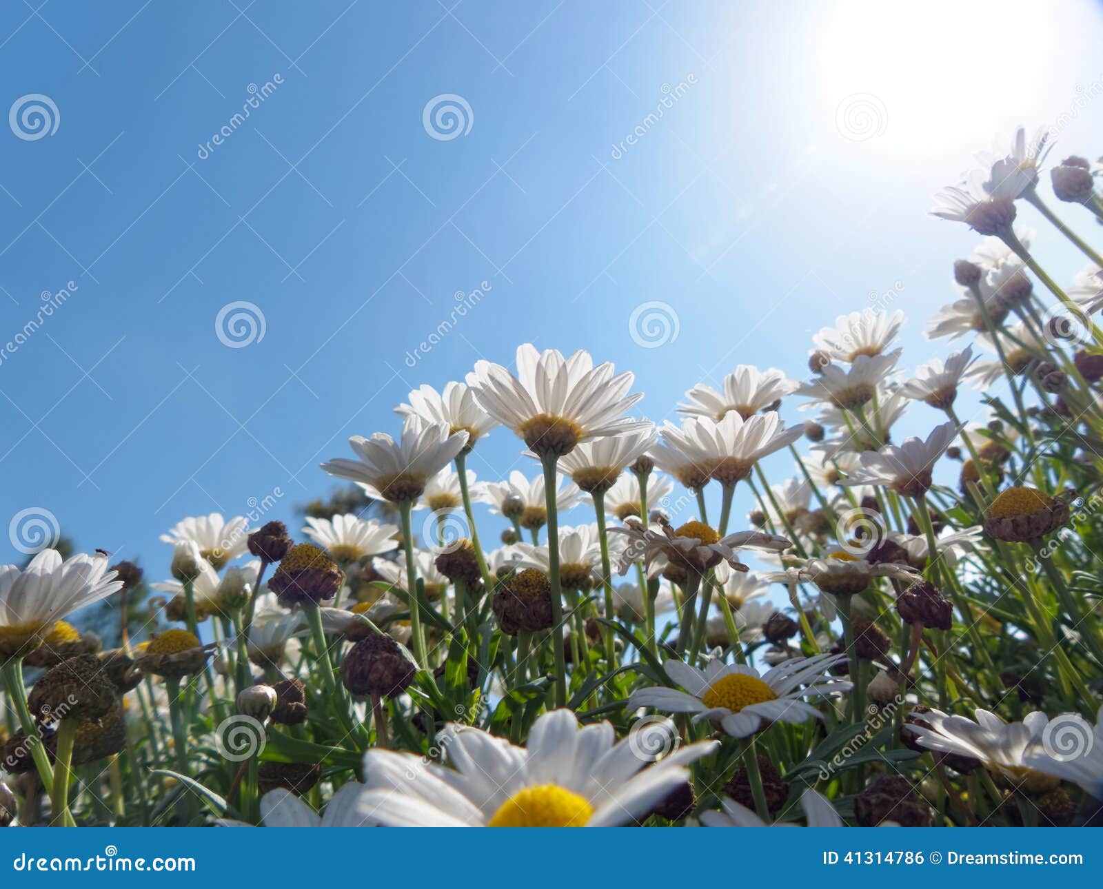 Laying Down with White Daisies Stock Photo - Image of daisy, flower ...