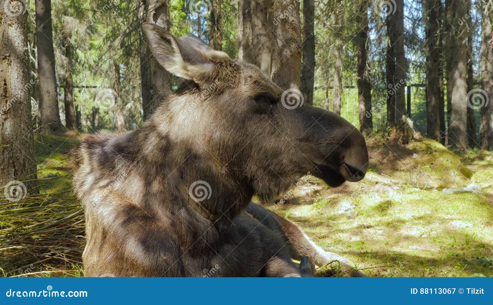 Laying female moose stock video. Video of farm, birth - 88113067