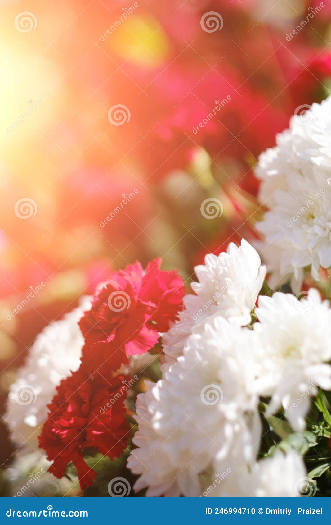 Laying Flowers on Victory Day on the Ninth of May Stock Photo - Image ...