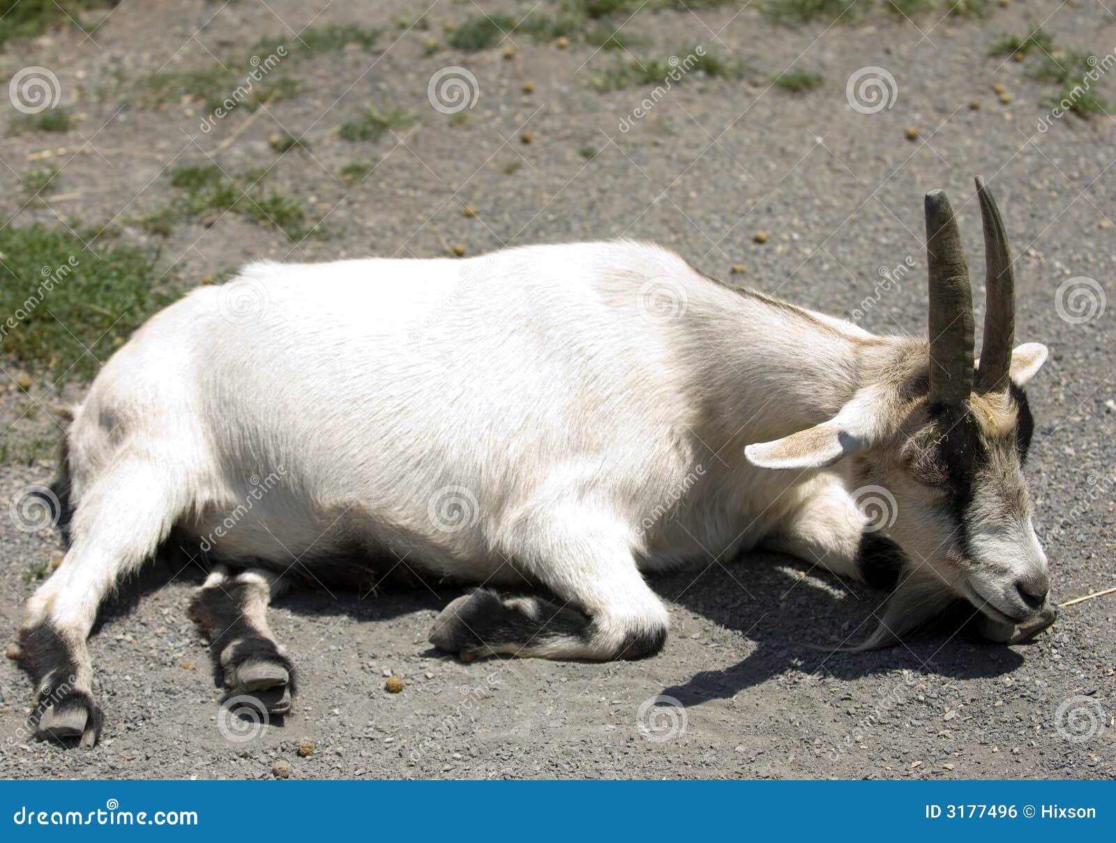 Laying Goat stock photo. Image of horns, animal, long - 3177496
