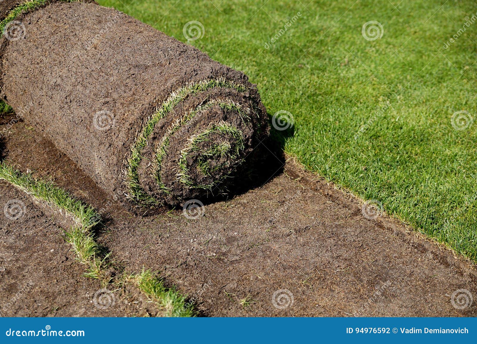 Laying of a Grass Rolled Lawn at Stadium Stock Photo - Image of grass ...