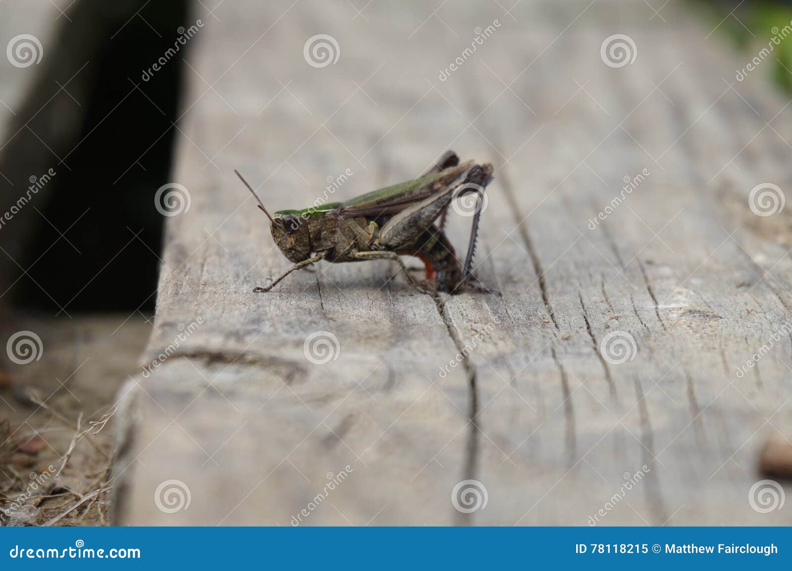 Laying grasshopper stock image. Image of focus, birth - 78118215
