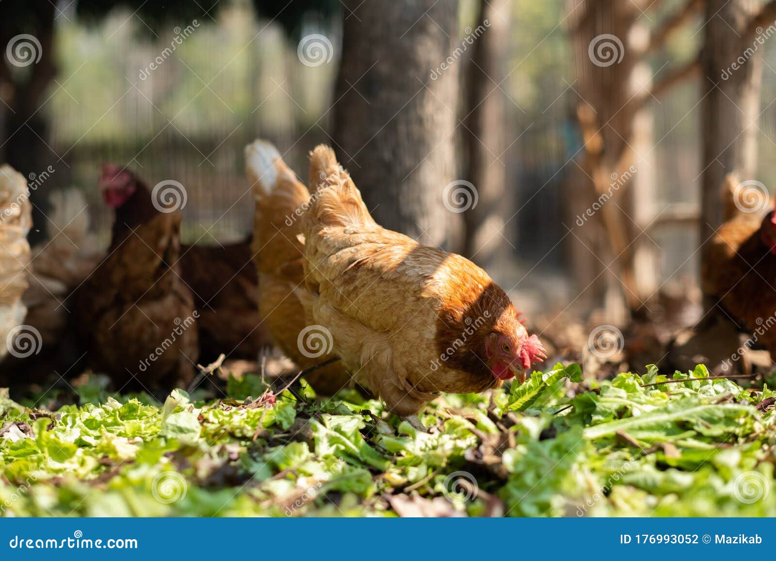 Laying hen stock photo. Image of meadow, farmyard, livestock - 176993052