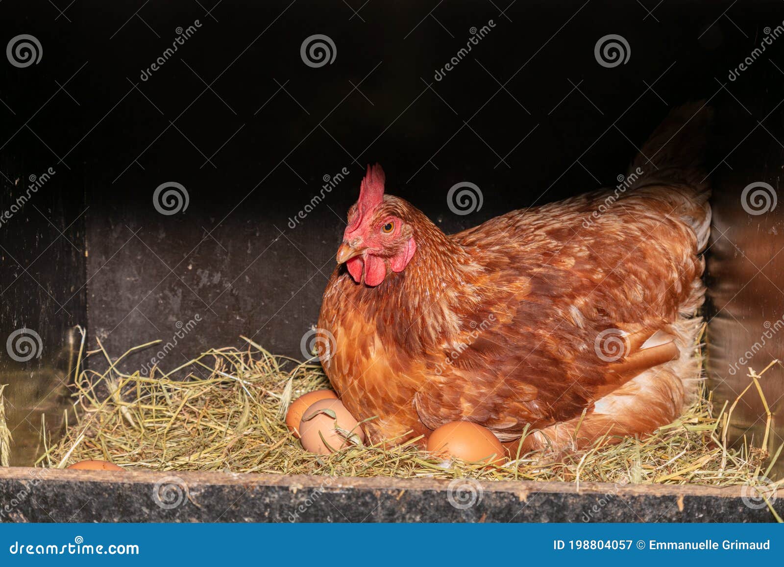 Laying hen in a nest box stock image. Image of beak - 198804057