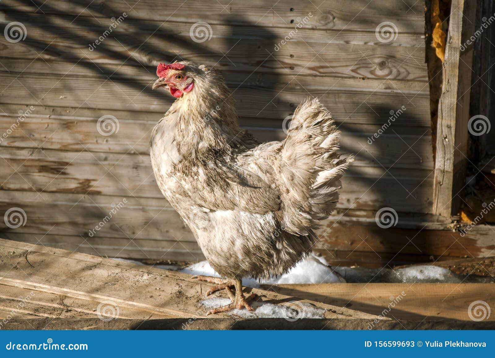The old chicken stock image. Image of rural, group, brown - 156599693