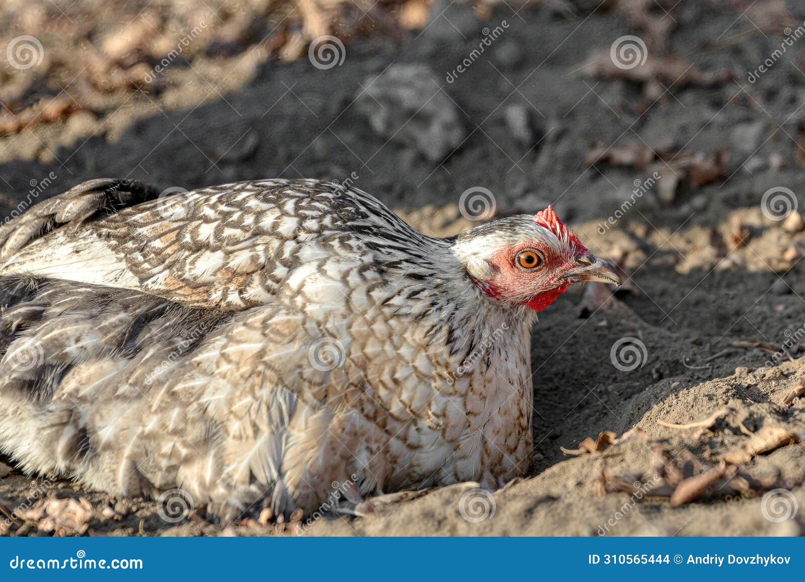 A Laying Hen Sits in the Ground on a Ranch Stock Photo - Image of ...